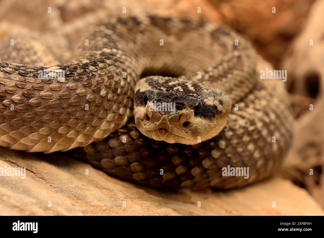Black-tailed rattlesnake (Crotalus molossus), adult, on rocks, warming ...