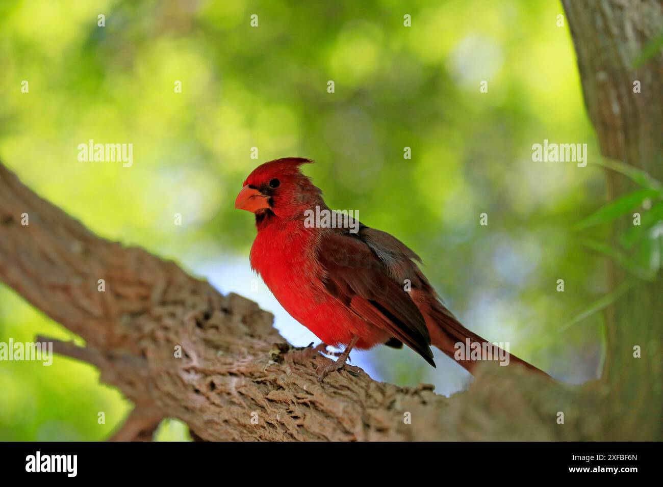 Northern cardinal (Cardinalis cardinalis), adult, male, on tree, alert ...