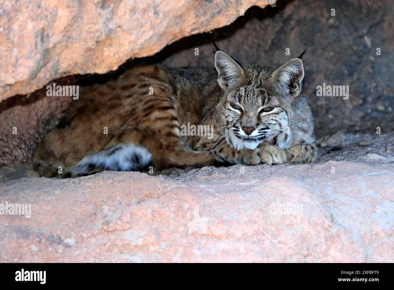 Bobcat, (Lynx rufus), adult, lying, at the den, resting, alert, Sonoran ...