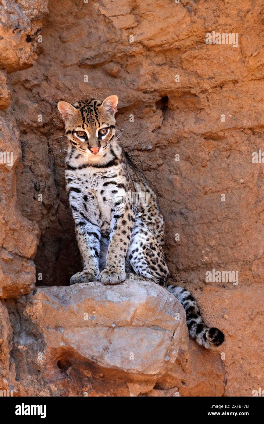 Ocelot (Leopardus pardalis), adult, sitting, at the den, alert, Sonora ...