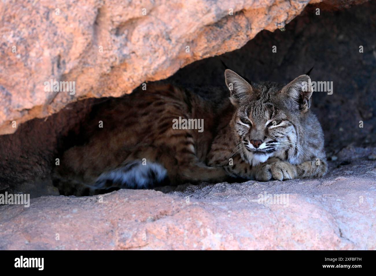 Bobcat, (Lynx rufus), adult, lying, at the den, resting, alert, Sonoran ...