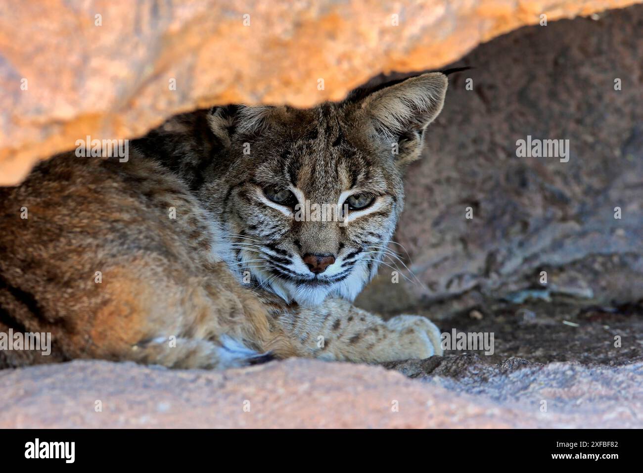 Bobcat, (Lynx rufus), adult, lying, at den, resting, alert, portrait ...