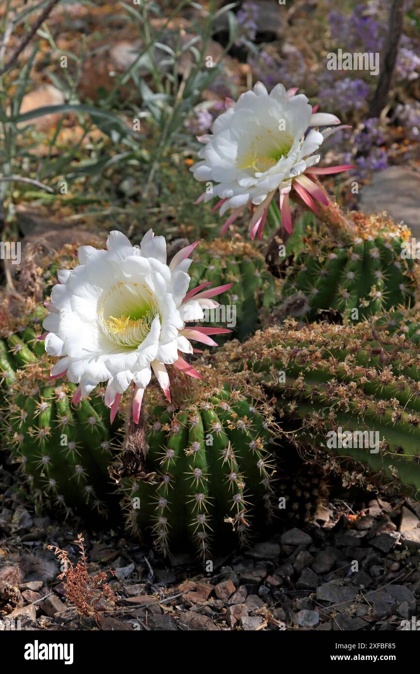 Trichocereus hybrid Fat Bertha, flowering, flower, Sonora Desert ...