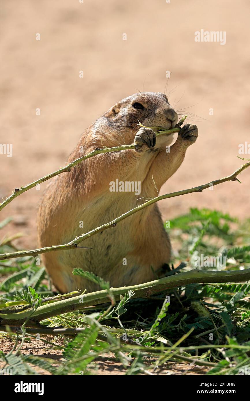 Black-tailed prairie dog (Cynomys ludovicianus), adult, feeding ...