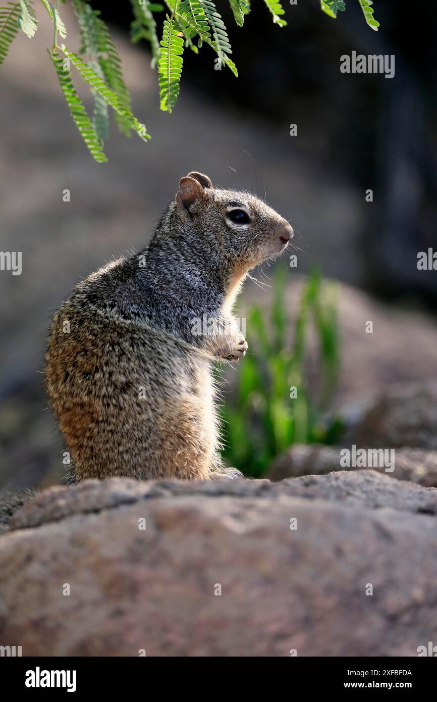 Rock gopher, (Otospermophilus variegatus), adult, on rocks, vigilant ...