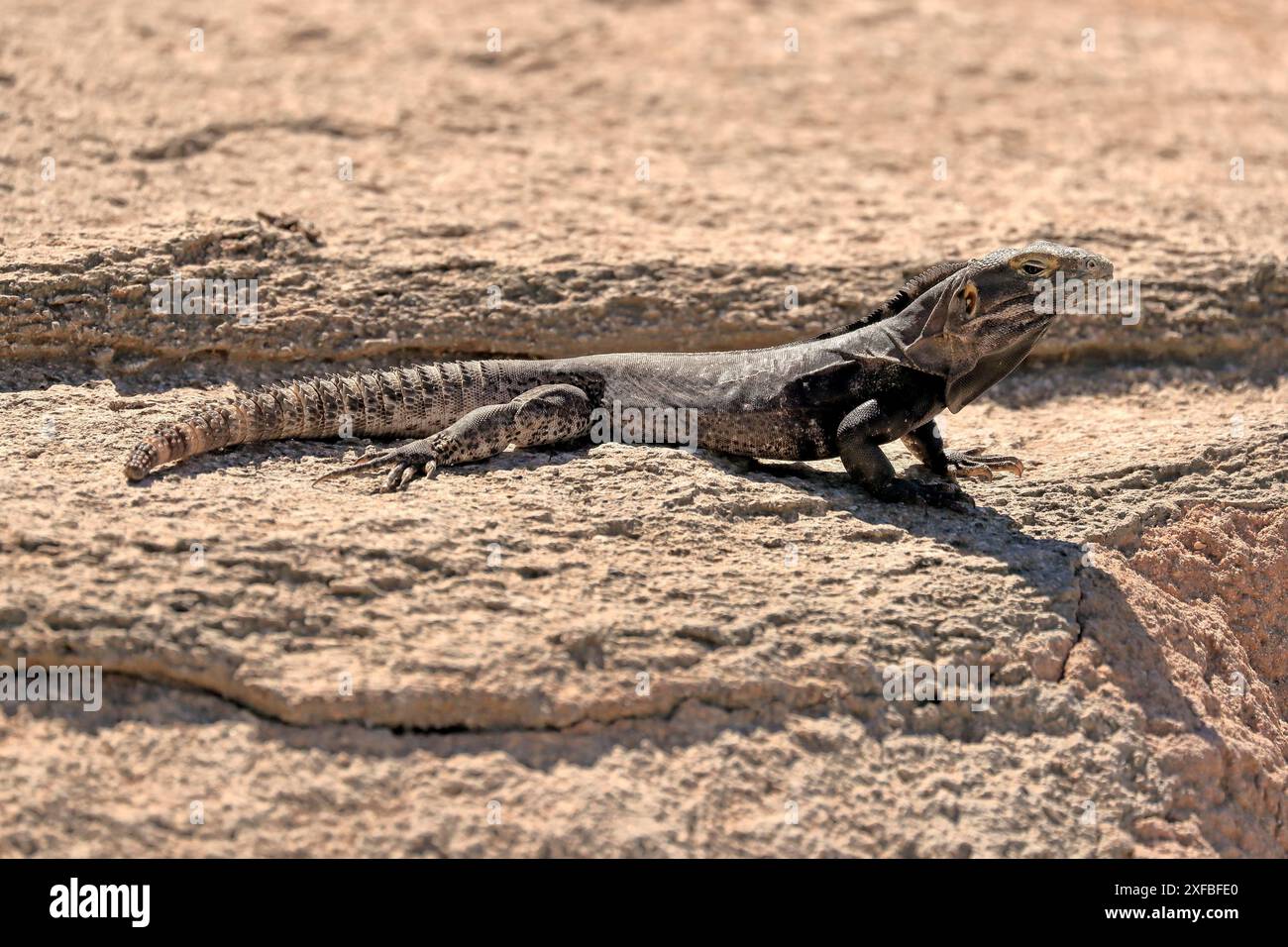Chuckwalla, (Common Chuckwalla ater), adult, on the ground, foraging ...