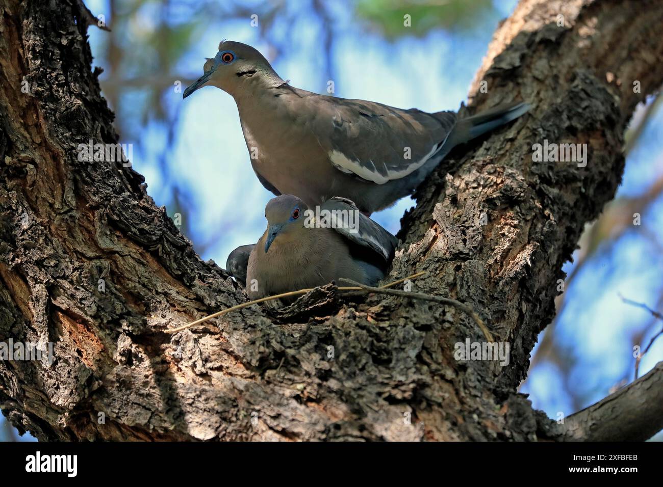 White-winged dove (Zenaida asiatica), adult, pair, mating, on tree ...