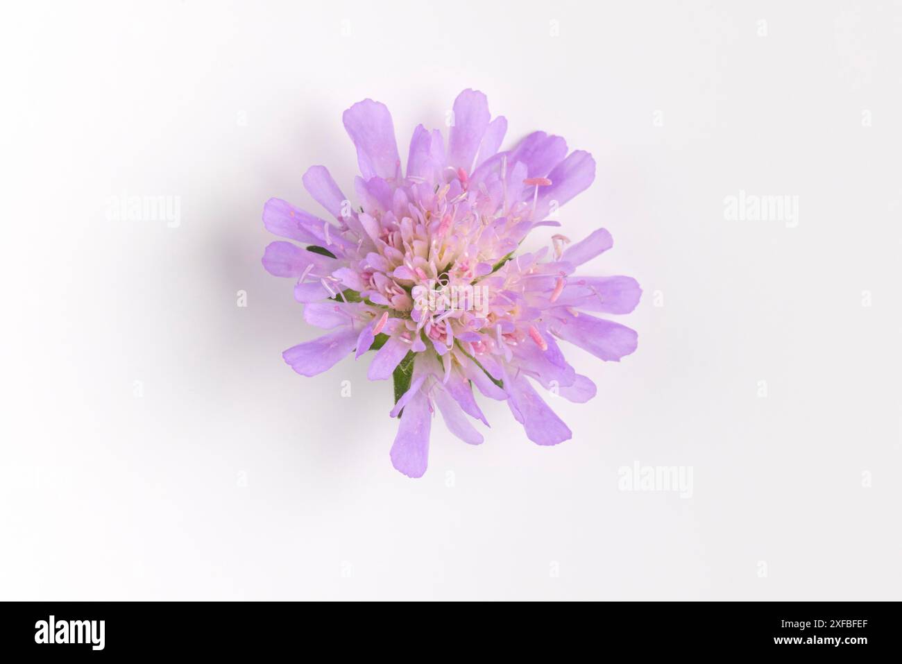 Flower of a field widow flower (Knautia arvensis in close-up with white ...