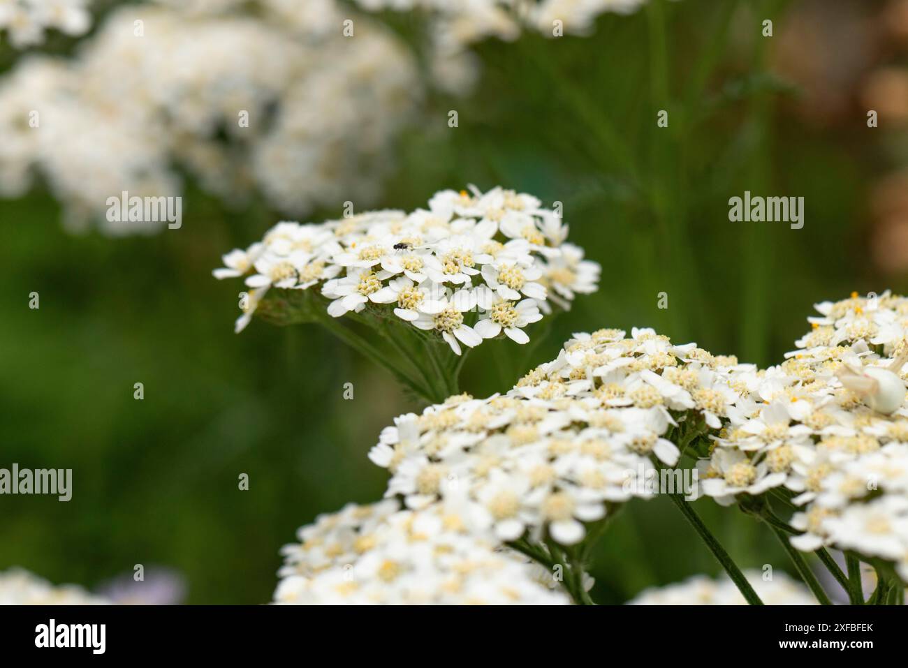 White flowers of common yarrow (Achillea millefolium) in the green ...