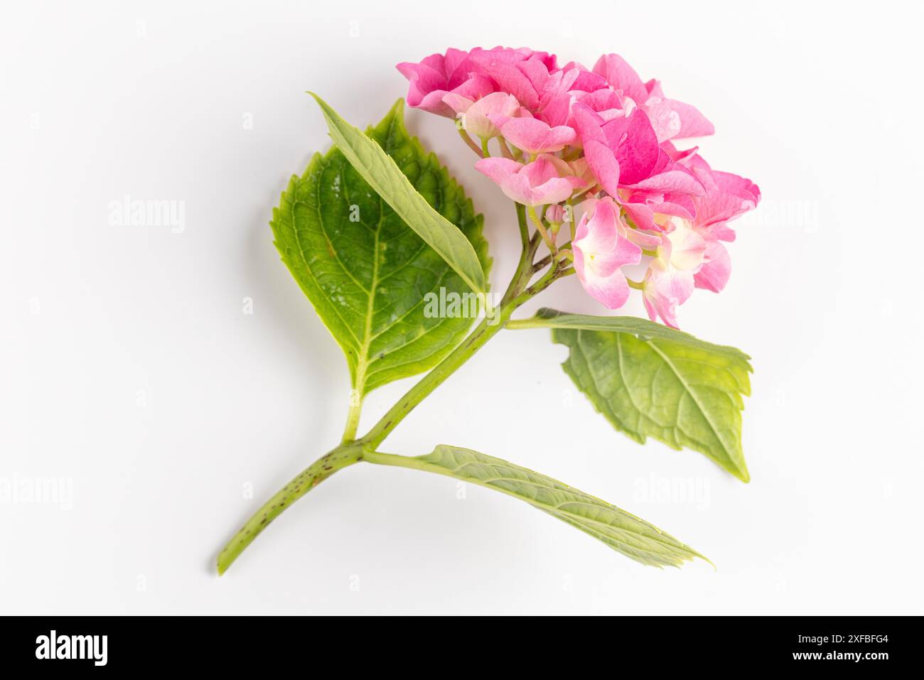 Branch with pink hydrangea flowers on a white background Stock Photo ...