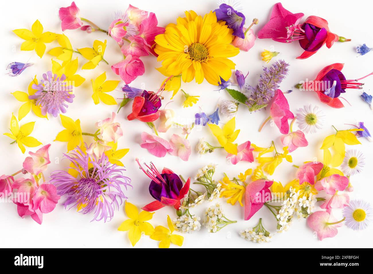 Different coloured petals and flowers scattered on a white background ...