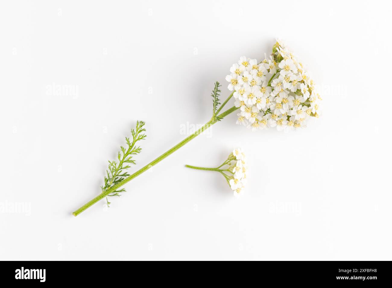 Common yarrow (Achillea millefolium) on a white background Stock Photo ...