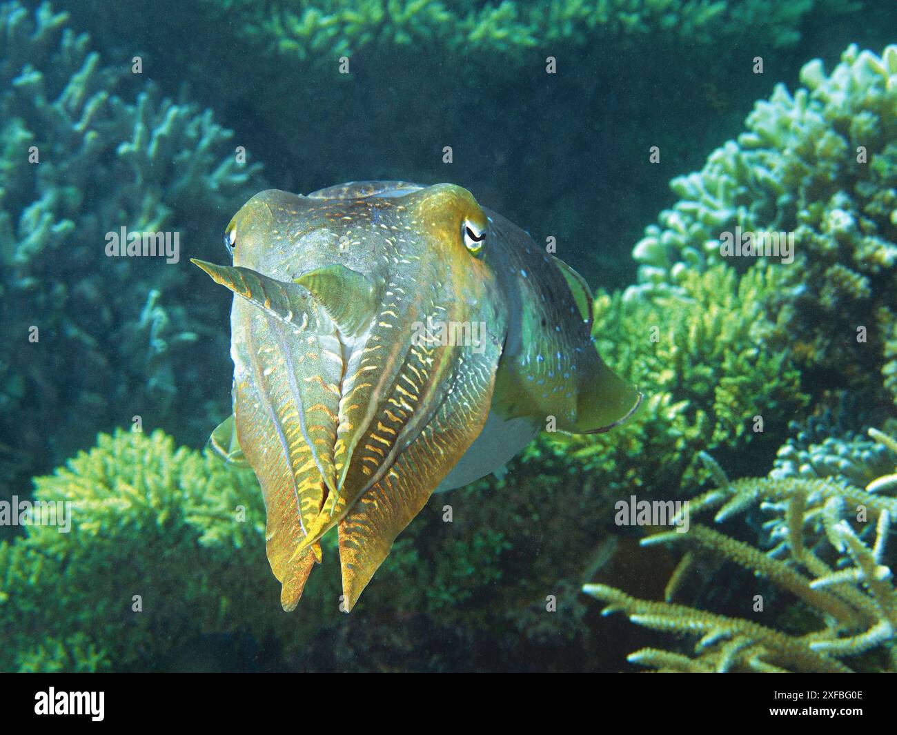 Sepia very close! This squid shimmers in ever-changing colors and seems ...