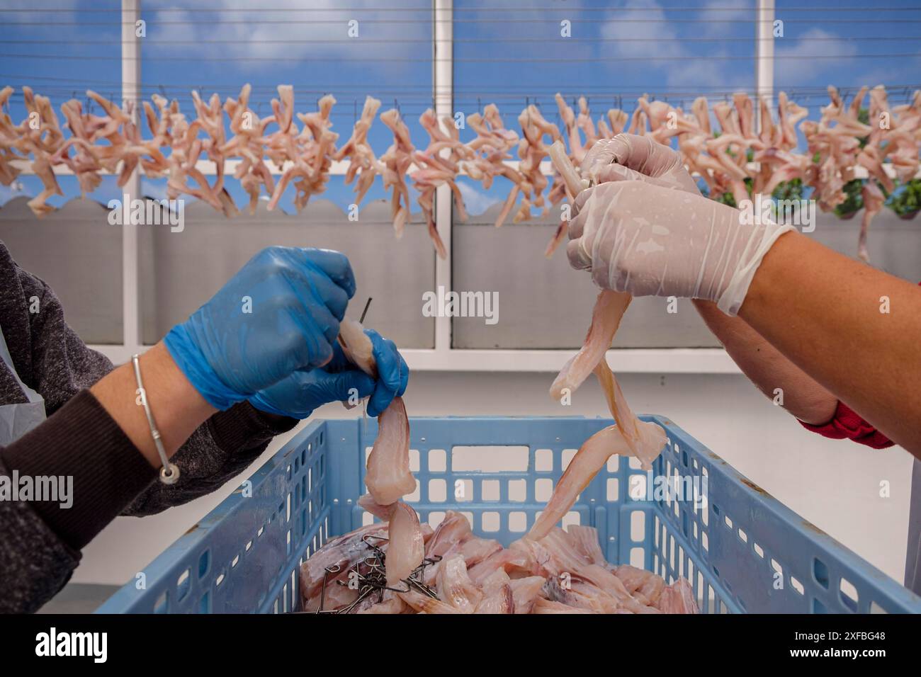 Elaboration of dried fish, Formentera, Pitiusas Islands, Balearic ...