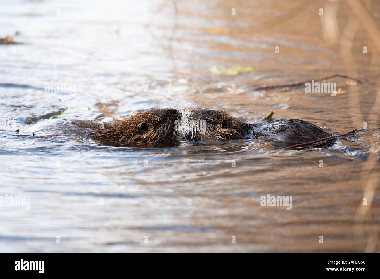Nutria, coypu herbivorous, semiaquatic rodent member of the family ...