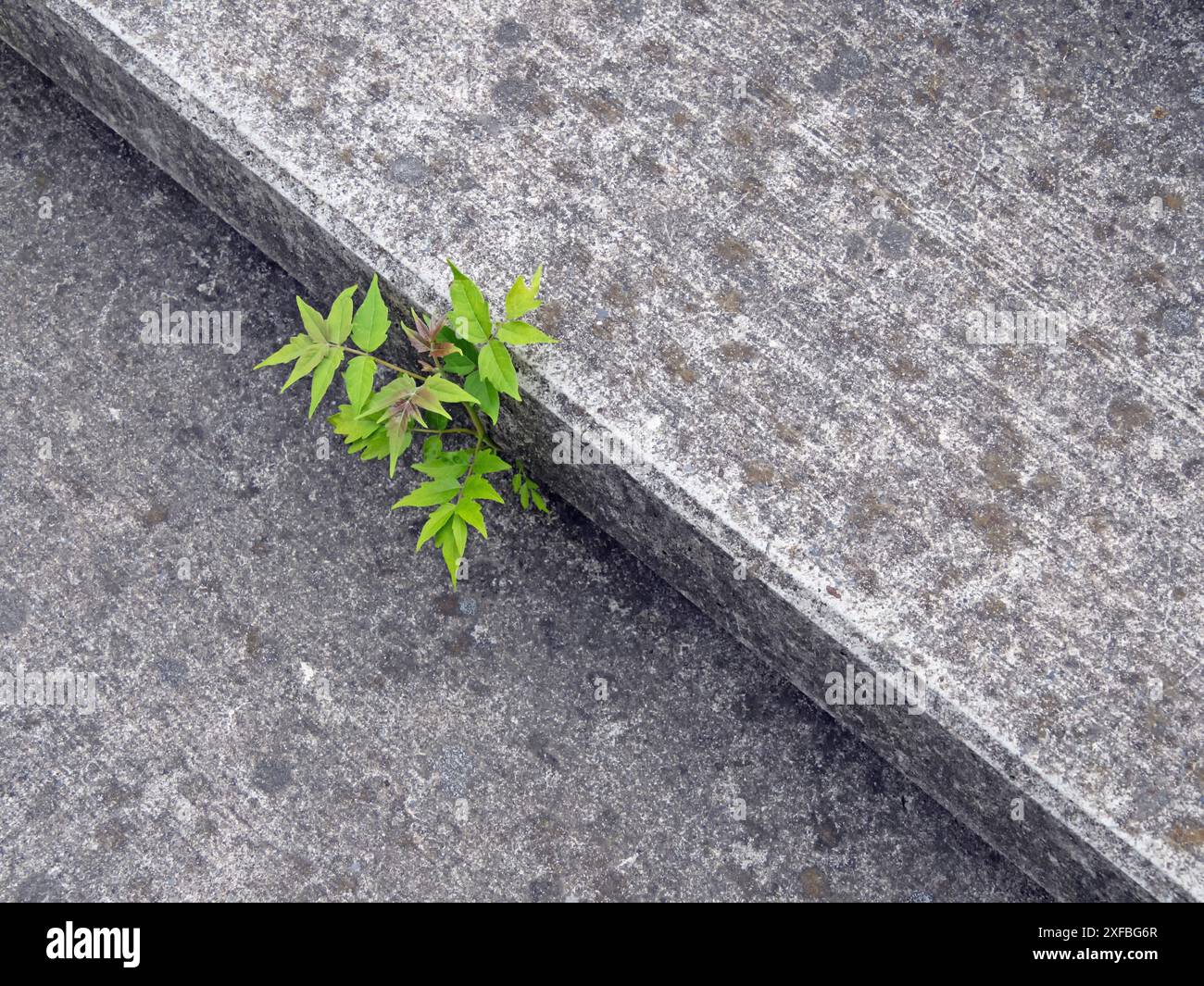 Close-up of a single young plant that manages to grow on concrete Stock ...