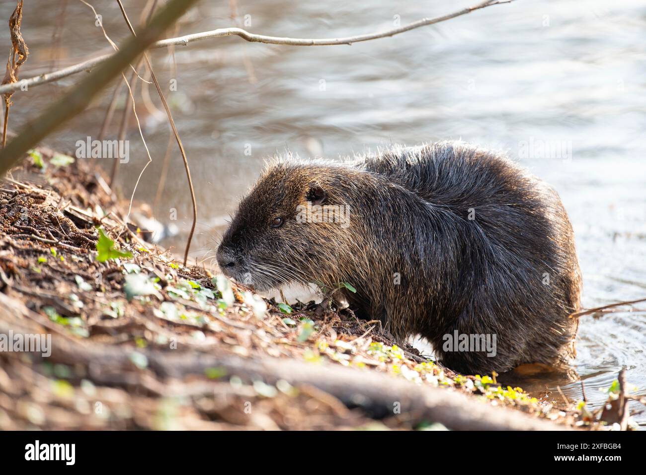 Nutria, coypu herbivorous, semiaquatic rodent member of the family ...