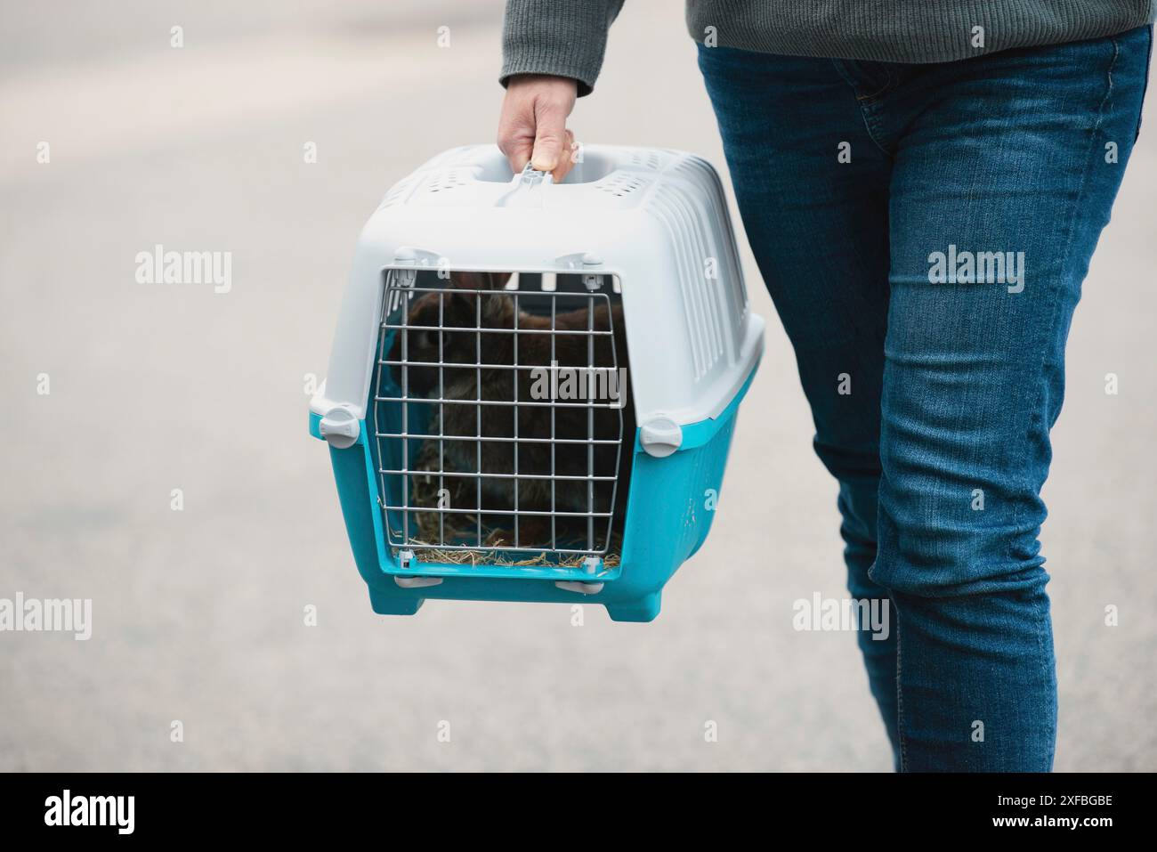 Rabbit in a transport box, pet locked in a cage, taking care of ...