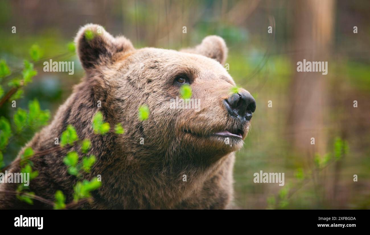 Brown bear in the forest, wildlife in the woodland, portrait of a ...