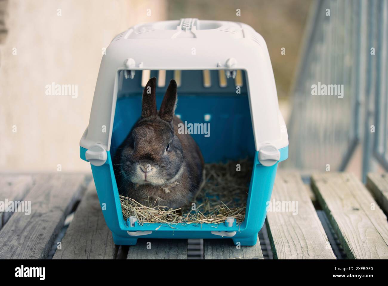 Animal transport cage hi-res stock photography and images - Alamy