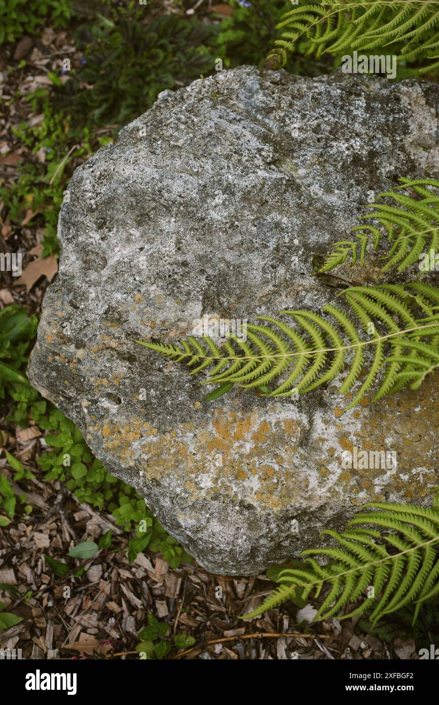 Beautiful fern frond hi-res stock photography and images - Alamy