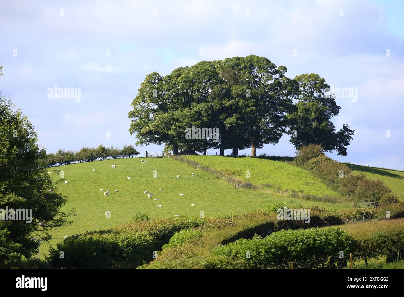 Sheep meadows england grazing hi-res stock photography and images - Alamy