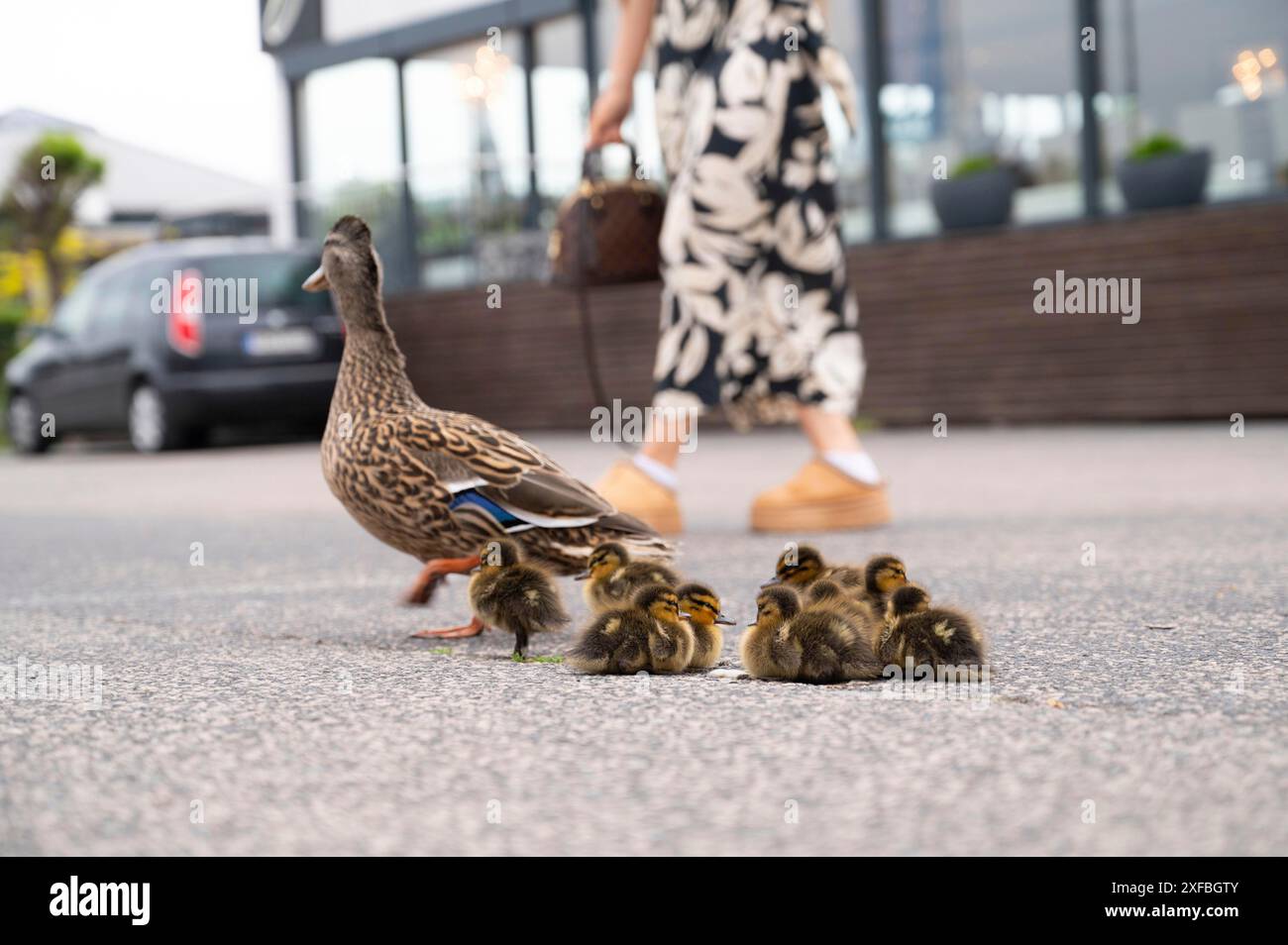 Duck family walking on a city road with cars, people trying to rescue ...