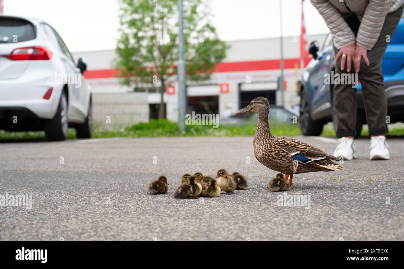 Duck family walking on a city road with cars, people trying to rescue ...