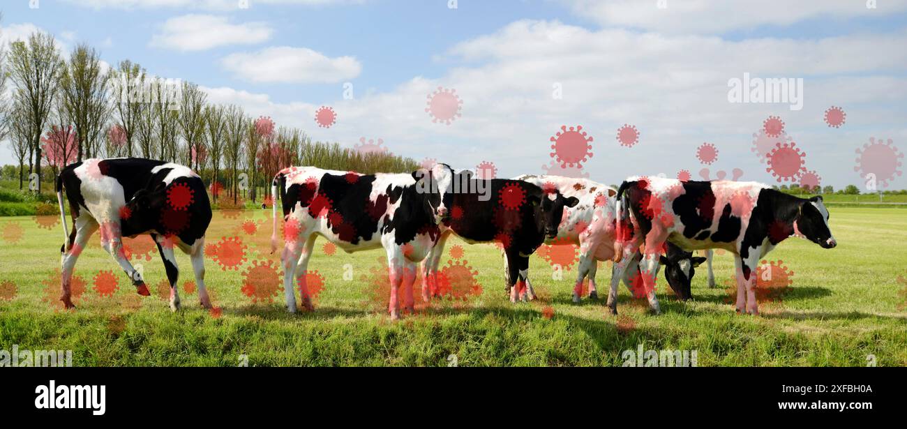 Bird flu virus outbreak, Avian influenza, infectious disease spreading ...