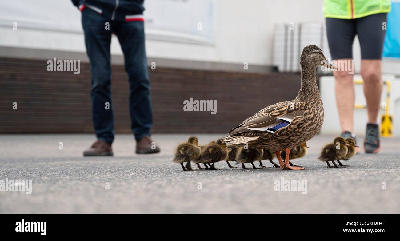 Duck family walking on a city road with cars, people trying to rescue ...