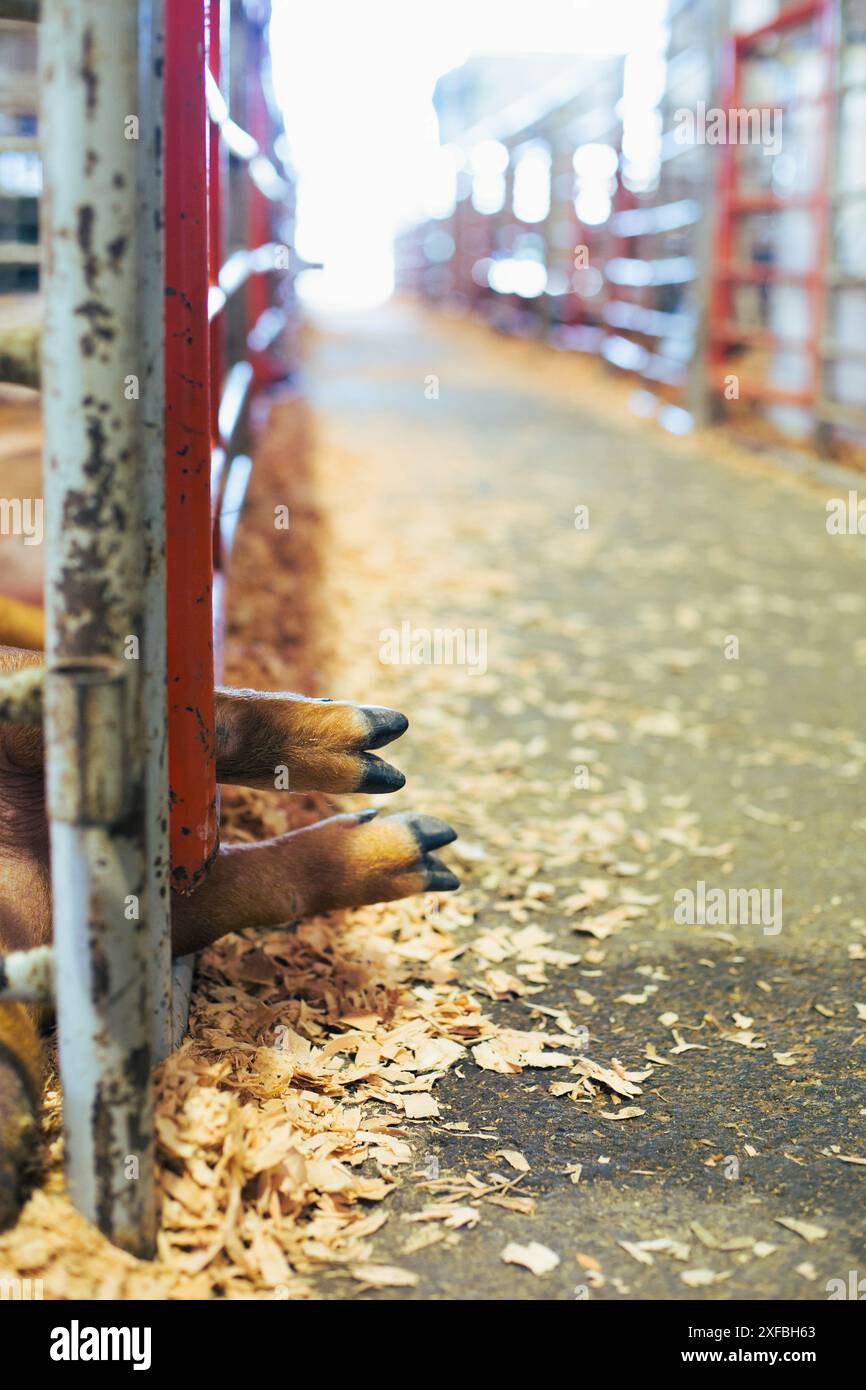 Close up of the hooves of a pig poking out from between the bars of a ...