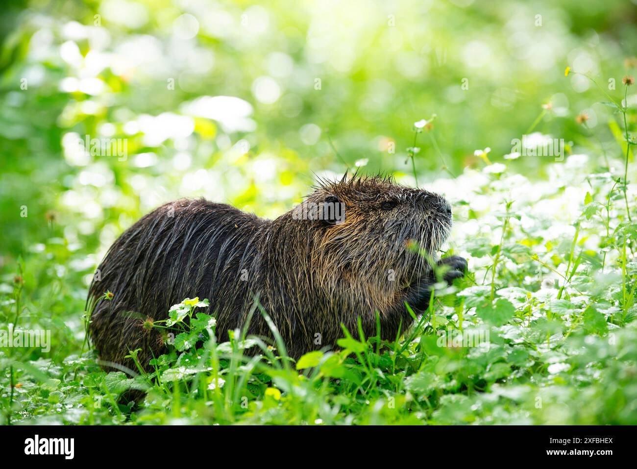 Nutria, coypu herbivorous, semiaquatic rodent member of the family ...