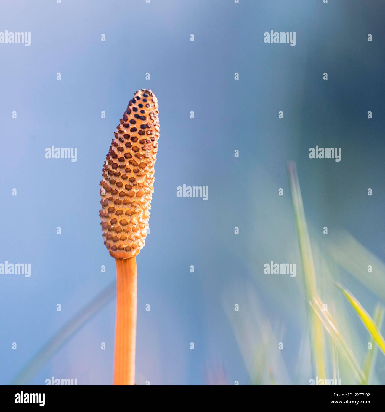 Equisetum arvense, the field horsetail or common horsetail Stock Photo ...