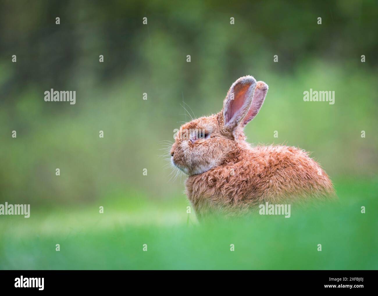 Cute brown rabbit Stock Photo - Alamy