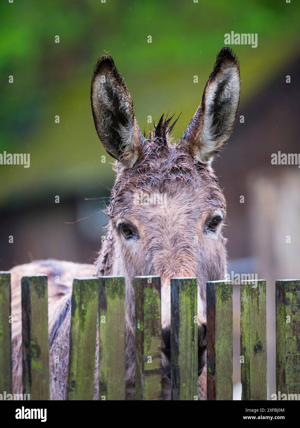 Donkey on a farm Stock Photo - Alamy