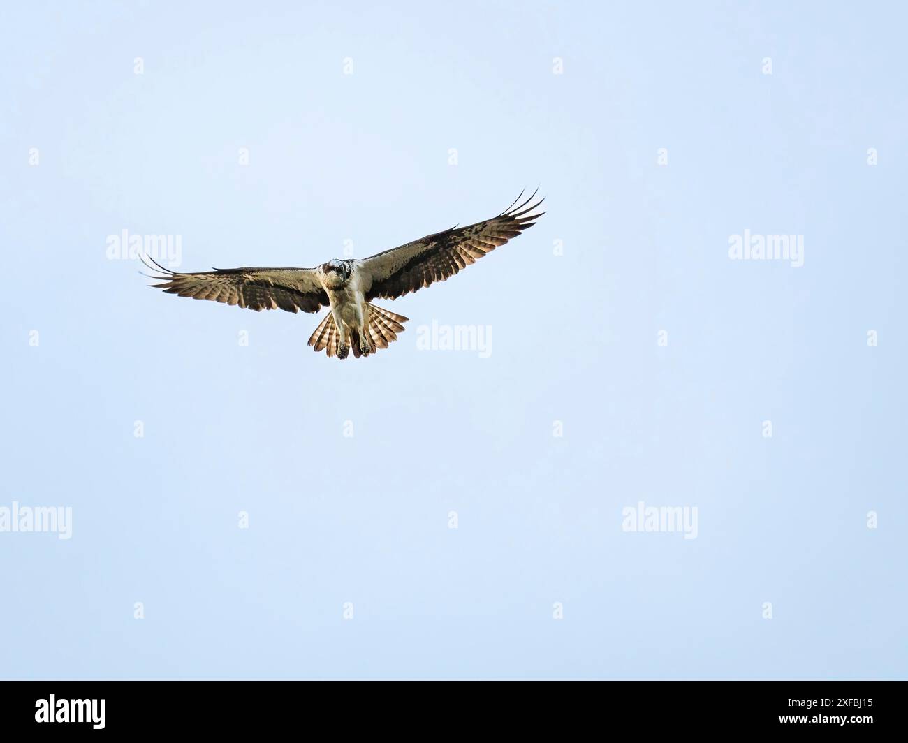Osprey flying in the sky Stock Photo - Alamy