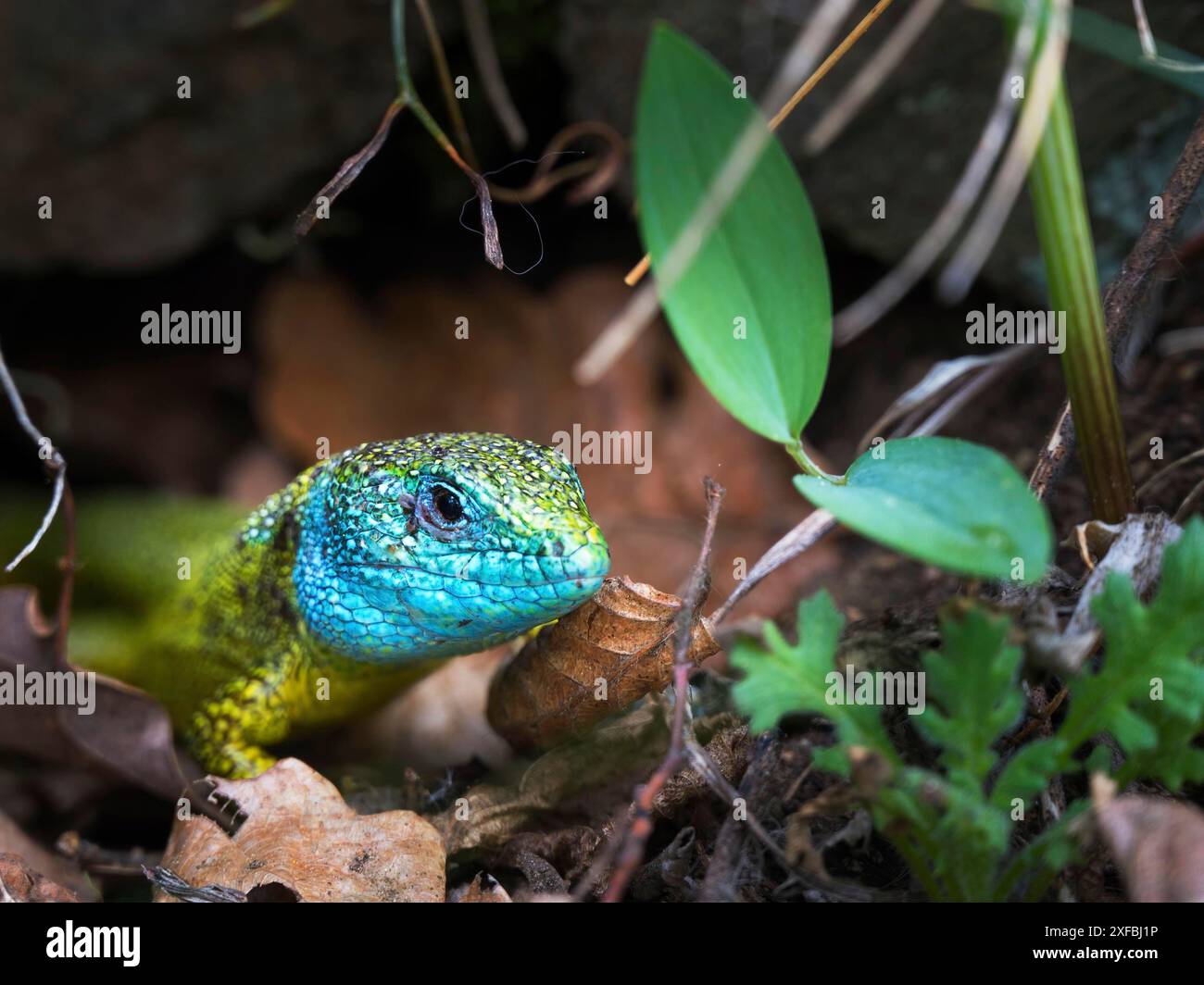 Portrait of a male European green lizard (Lacerta viridis Stock Photo ...