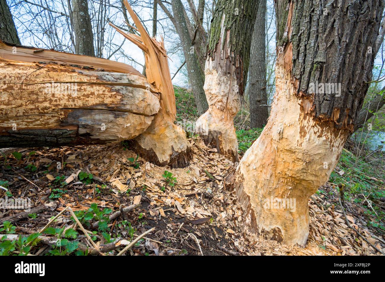 Huge tree after being bitten by a wild forest beaver Stock Photo - Alamy