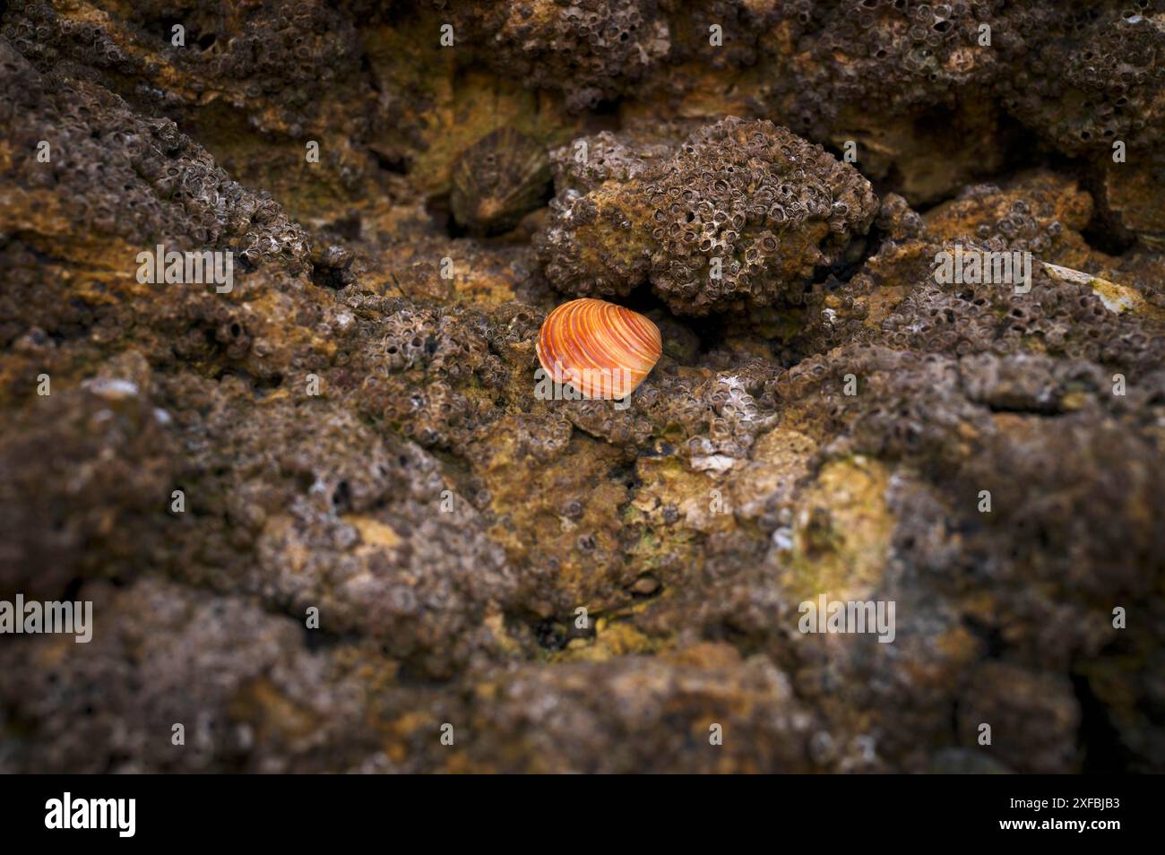 Orange shell on the beach, Praia da Dona Ana, Lagos, cliffs, Atlantic ...