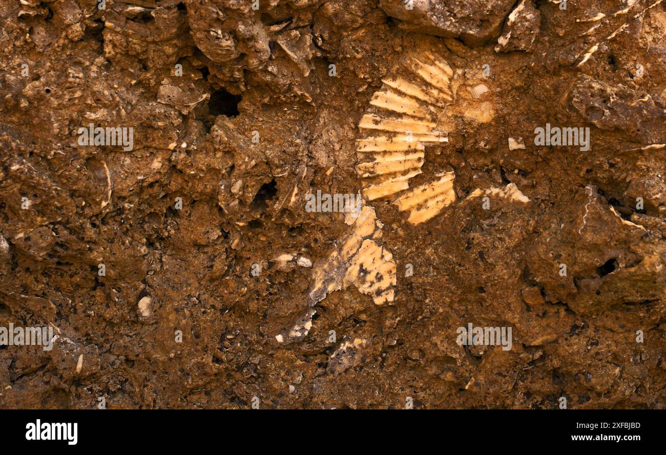 Fossilised shell on the beach, shell limestone, Praia da Dona Ana ...