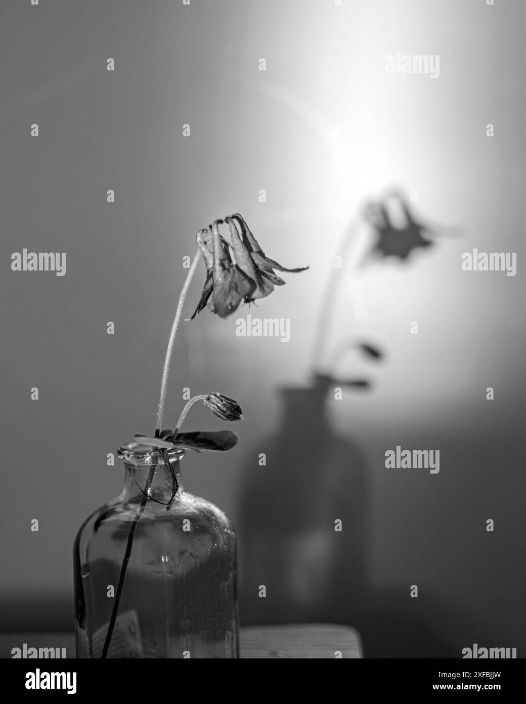 Still life with a flower, quiet shadows in the background, soft evening ...