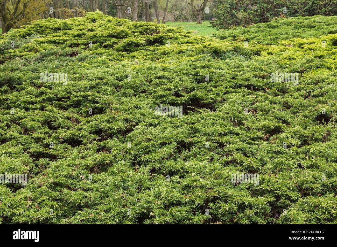 Juniperus sabina, Savin Juniper spreading shrub in spring, Montreal ...