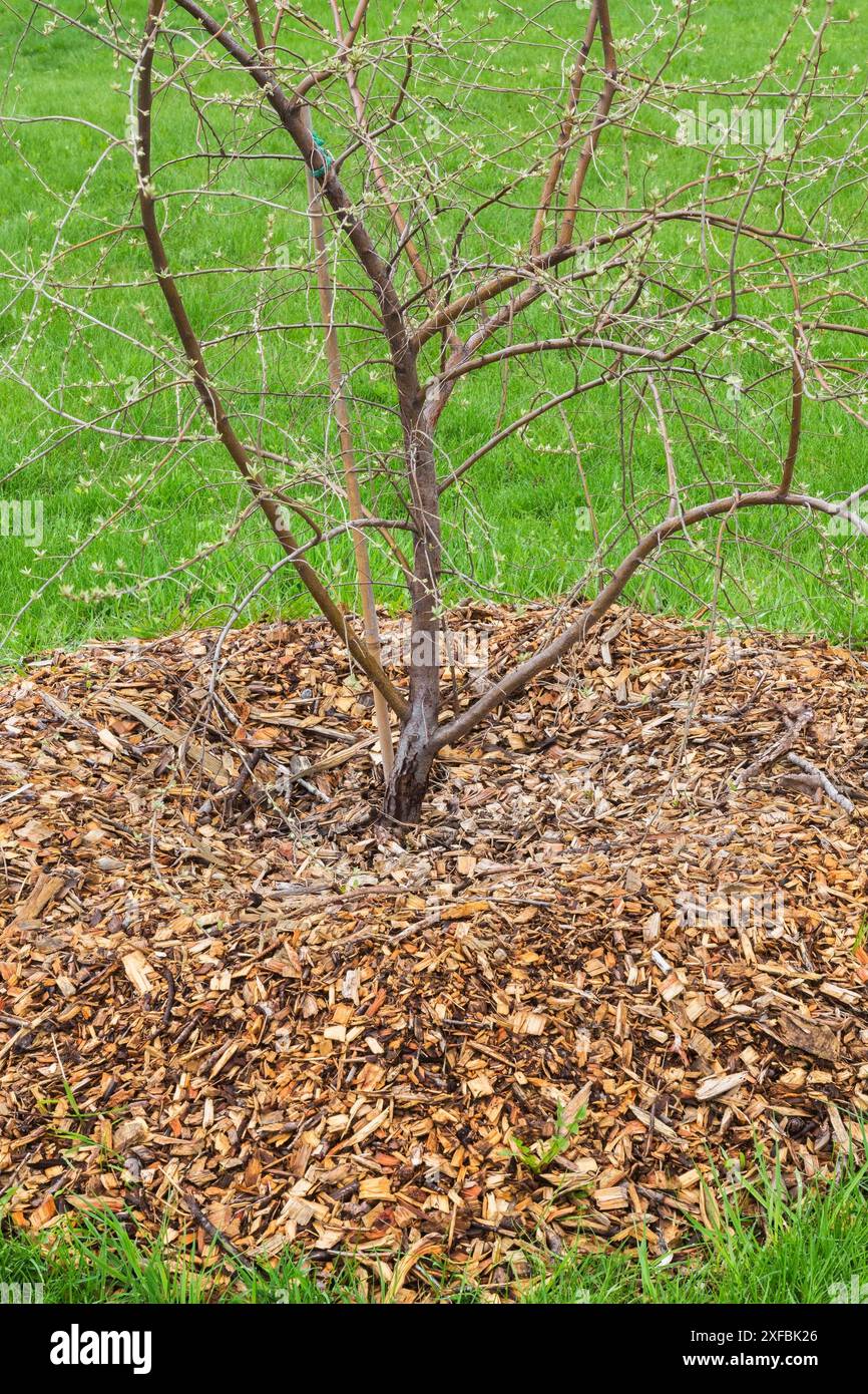 Elaeagnus hi-res stock photography and images - Alamy