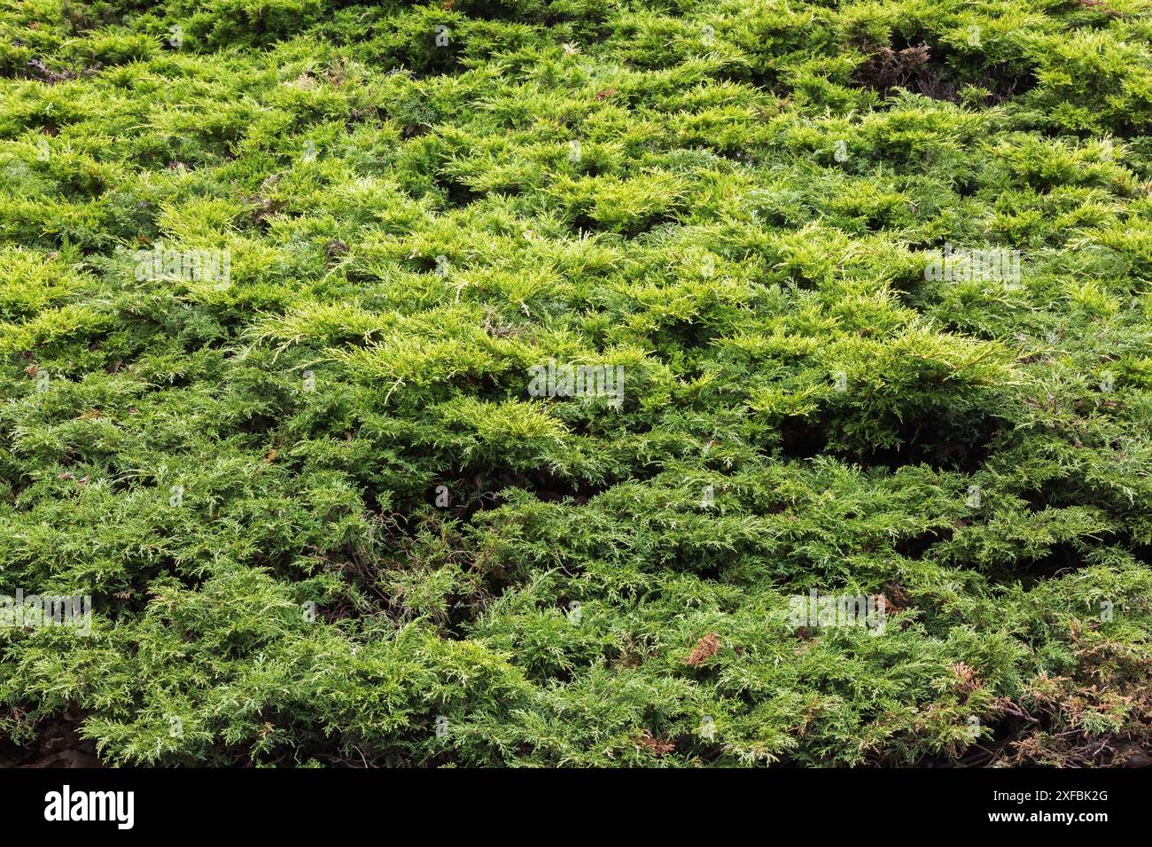 Juniperus horizontalis 'Glauca', Creeping Juniper shrub with slight ...