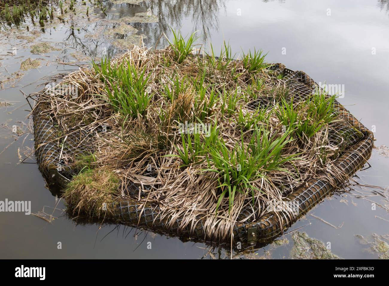 Acorus calamus 'Variegatus', Variegated Sweet Flag growing on plastic ...