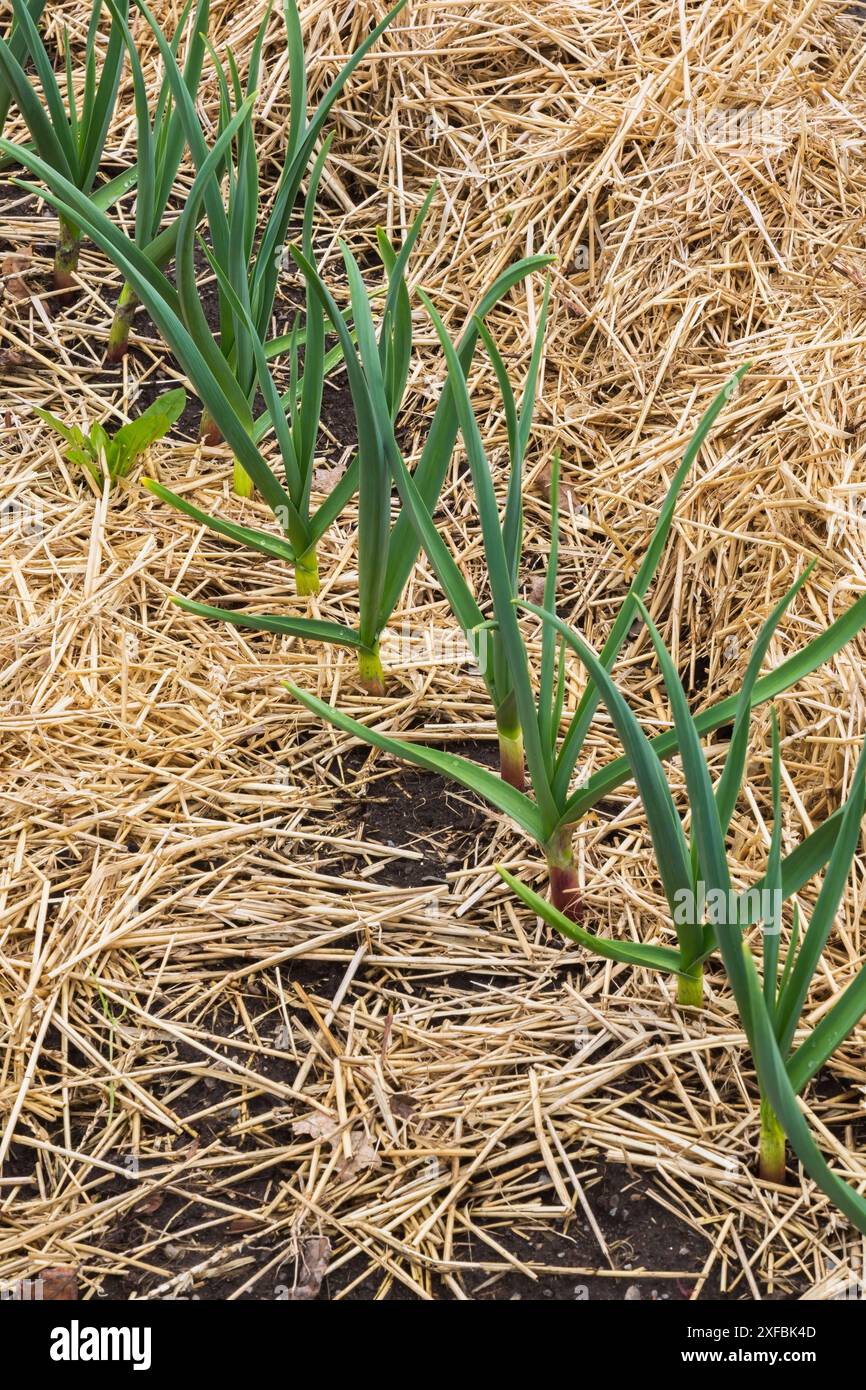 Organically grown Allium sativum 'Music', Porcelain Garlic plants ...