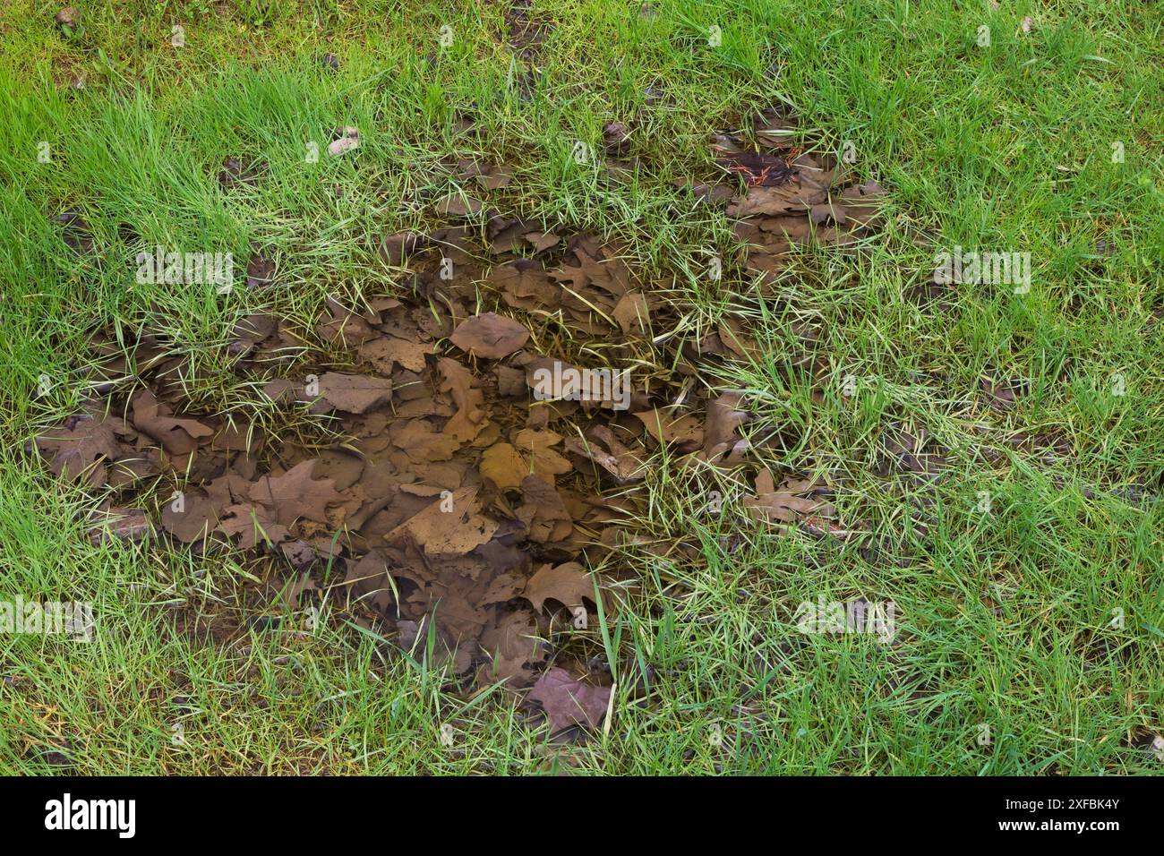 Shedded deciduous tree leaves in puddle of stagnant rainwater on grass ...