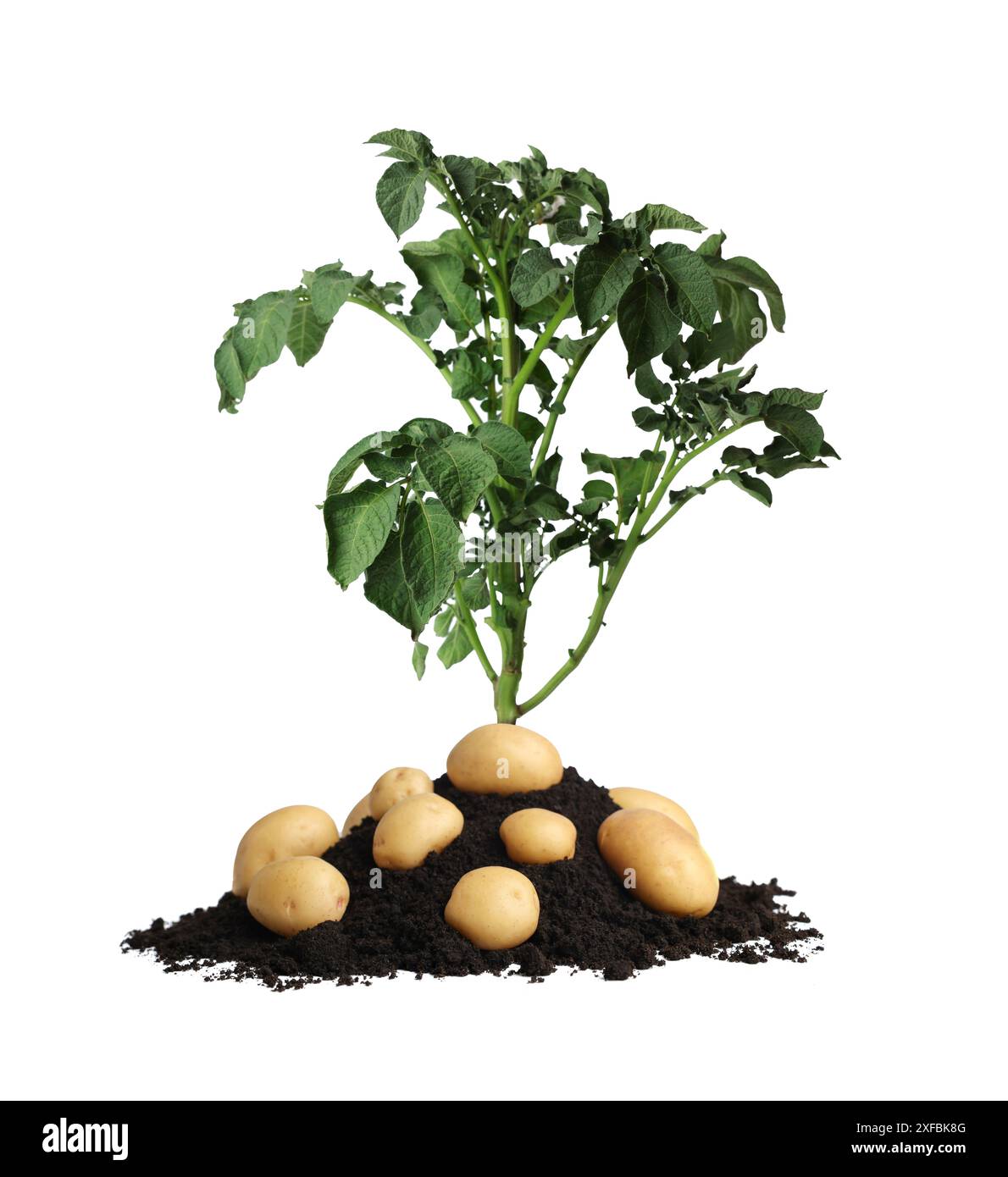 Potato green ground soil Cut Out Stock Images & Pictures - Alamy