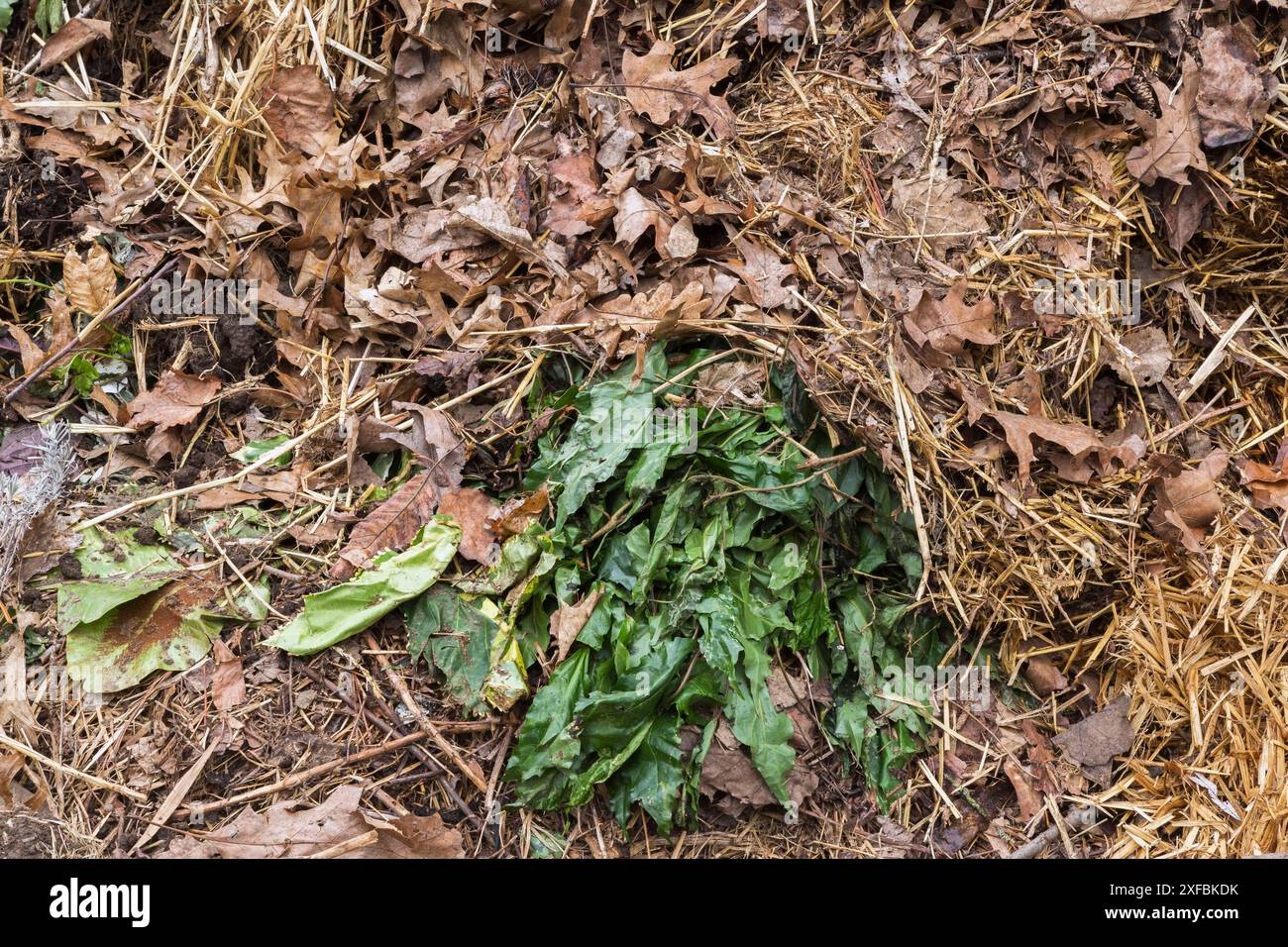 Plants, straw and deciduous leaves in pile of compost in spring, Quebec ...