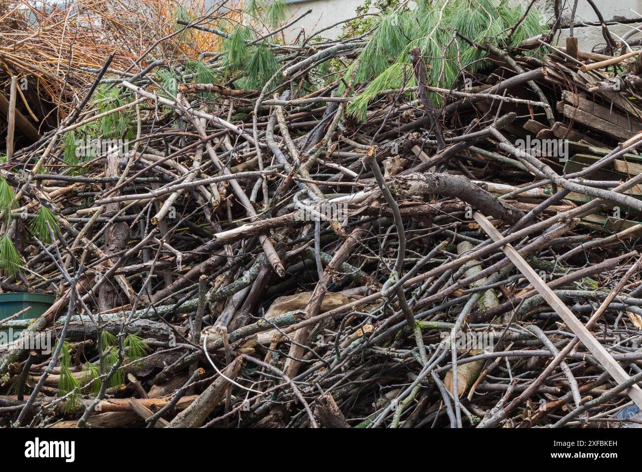 Pile of discarded cut and sawed deciduous and coniferous tree branches ...